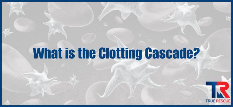 What Is the Clotting Cascade? Pathways & Bleeding Control